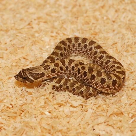 Western Hognose Snake - Heterodon nasicus