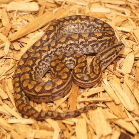 Paraguayan Rainbow Boa - Epicrates cenchria crassus