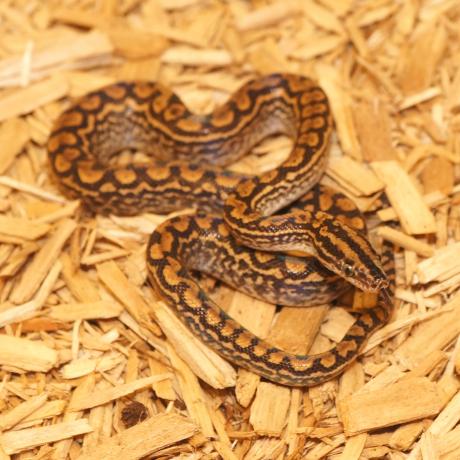 Paraguayan Rainbow Boa - Epicrates cenchria crassus