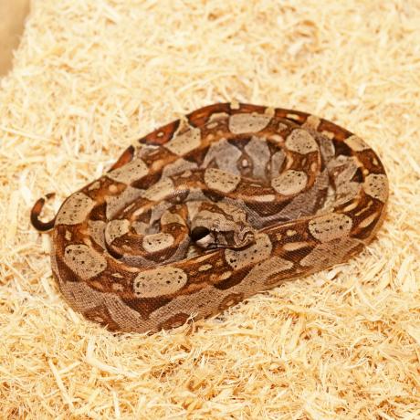 Common Boa Constrictor - Boa constrictor imperator