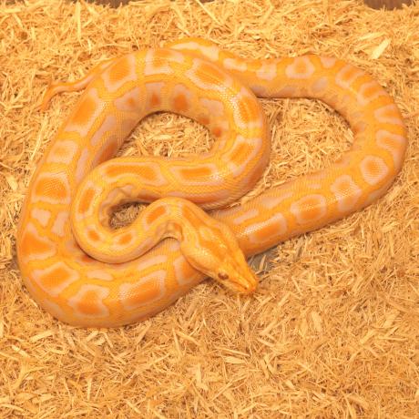 Burmese Python - Python molurus bivittatus