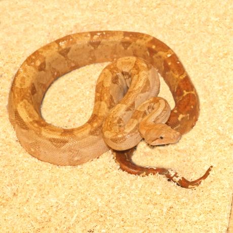 Common Boa Constrictor - Boa constrictor imperator