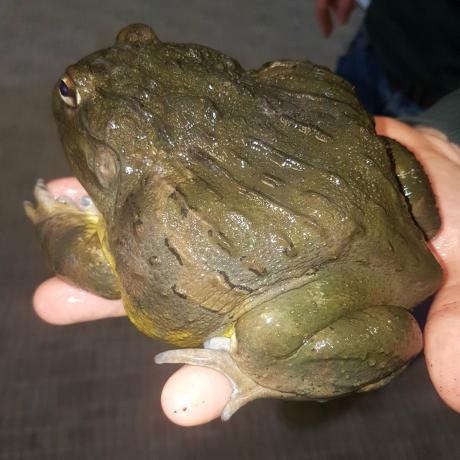 African Bullfrog - Pyxicephalus adspersus