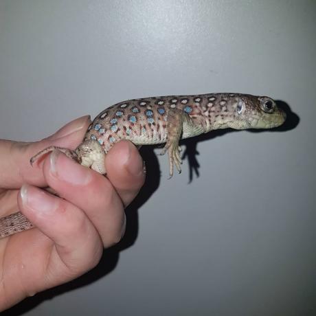 European Eyed Lizard - Timon lepidus