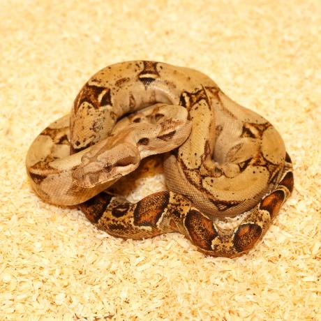 Common Boa Constrictor - Boa constrictor imperator