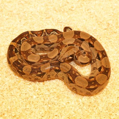 Common Boa Constrictor - Boa constrictor imperator
