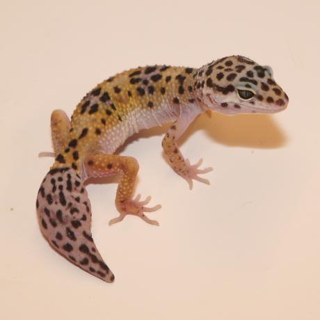Leopard Gecko - Eublepharis macularius
