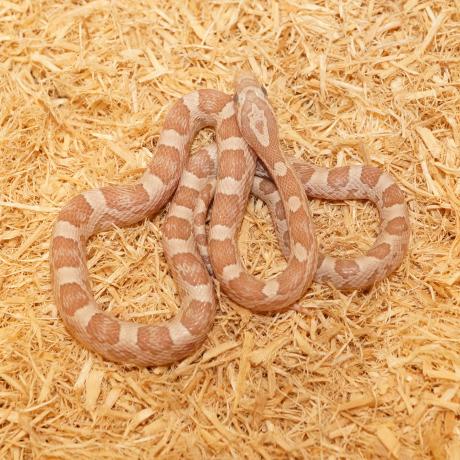 Corn Snake - Pantherophis guttatus