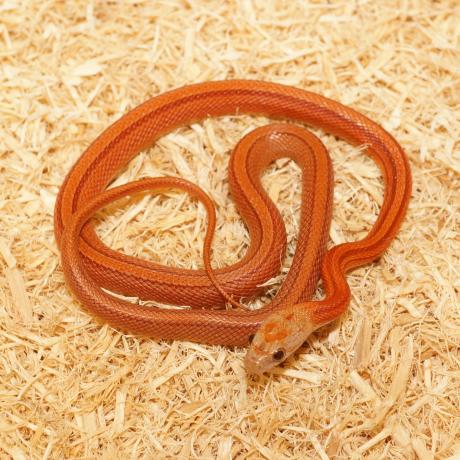 Corn Snake - Pantherophis guttatus