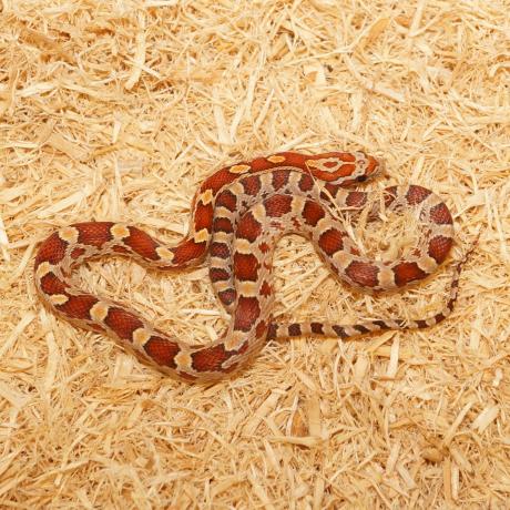 Corn Snake - Pantherophis guttatus