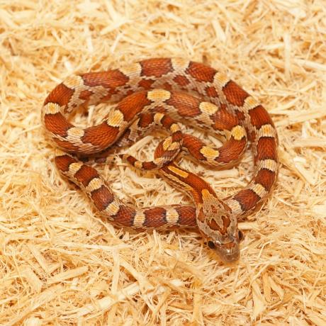 Corn Snake - Pantherophis guttatus