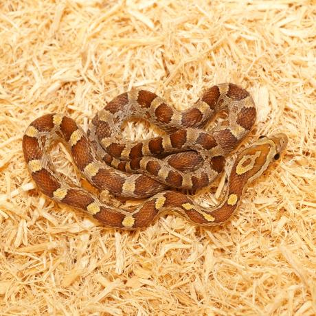 Corn Snake - Pantherophis guttatus