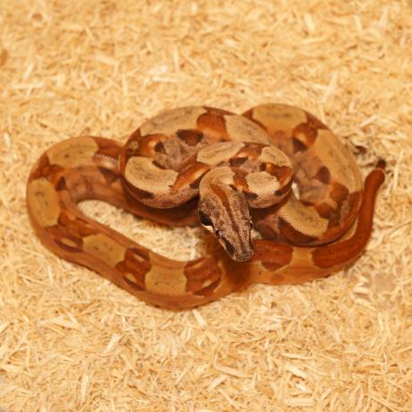 Common Boa Constrictor - Boa constrictor imperator