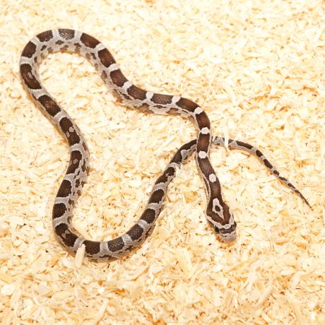 Corn Snake - Pantherophis guttatus