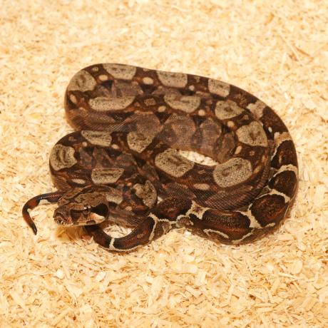Common Boa Constrictor - Boa constrictor imperator