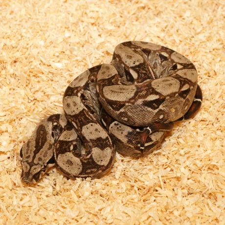 Common Boa Constrictor - Boa constrictor imperator