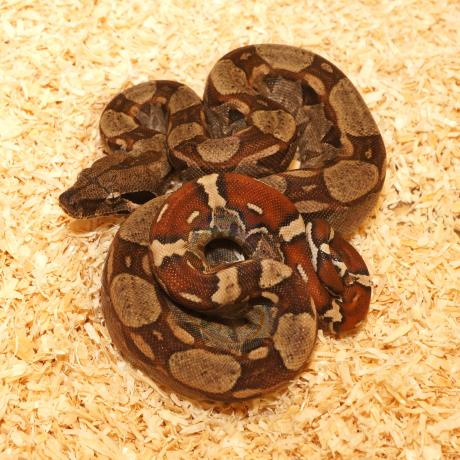 Common Boa Constrictor - Boa constrictor imperator