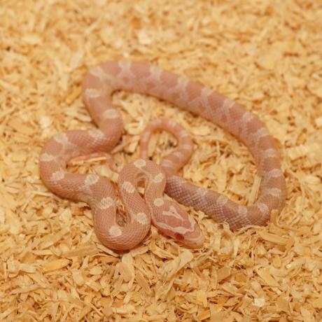 Corn Snake - Pantherophis guttatus