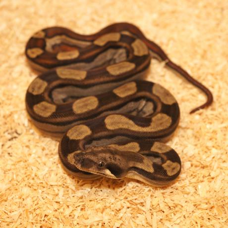 Common Boa Constrictor - Boa constrictor imperator