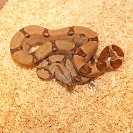 Common Boa Constrictor - Boa constrictor imperator
