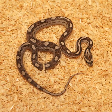 Corn Snake - Pantherophis guttatus