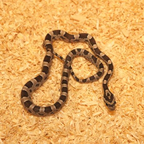 Corn Snake - Pantherophis guttatus
