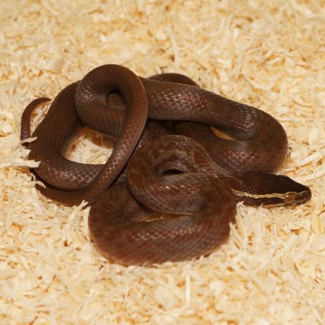 African House Snake - Lamprophis fuliginosus