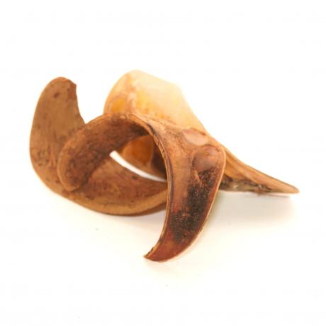 Exotic Pets Elephant Ear Seed Pods - Natural decor for your terrarium