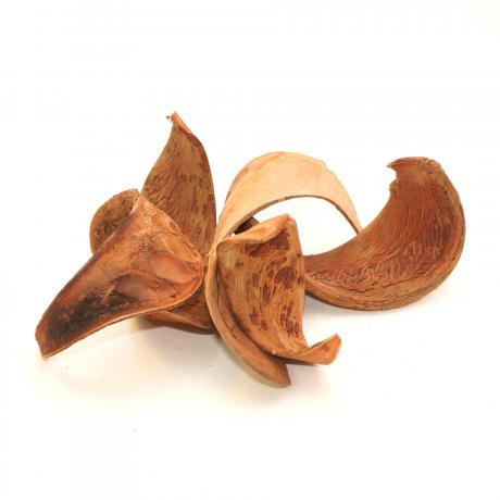 Exotic Pets Elephant Ear Seed Pods - Natural decor for your terrarium