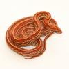 Corn Snake - Pantherophis guttatus