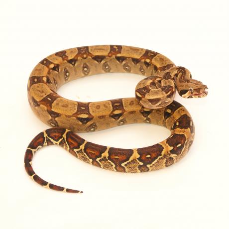 Common Boa Constrictor - Boa constrictor imperator
