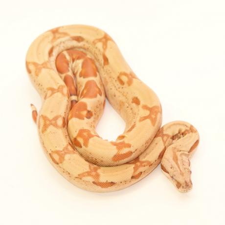 Common Boa Constrictor - Boa constrictor imperator