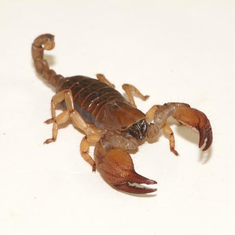 Shiny Burrowing Scorpion - Opistophthalmus glabrifrons