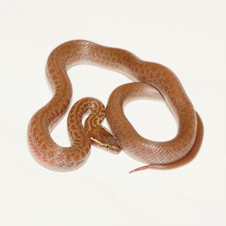 African House Snake - Lamprophis fuliginosus