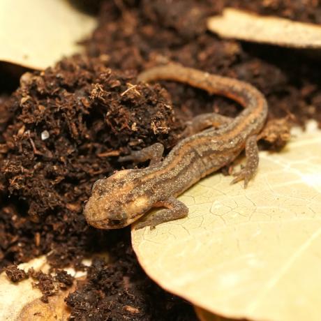 Northern Banded Newt - Ommatotriton ophryticus