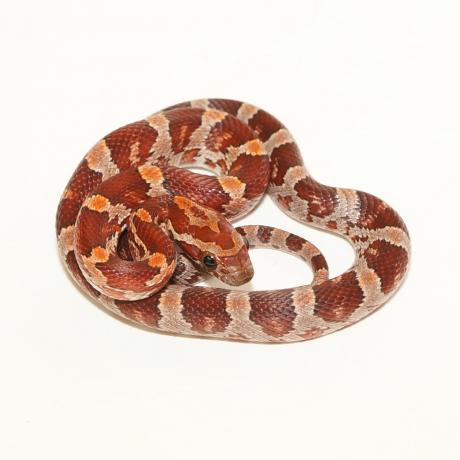 Corn Snake - Pantherophis guttatus