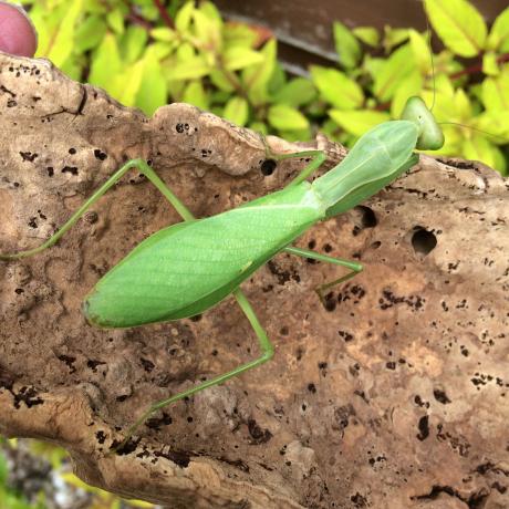 African Lined Mantis - Sphodromantis lineola