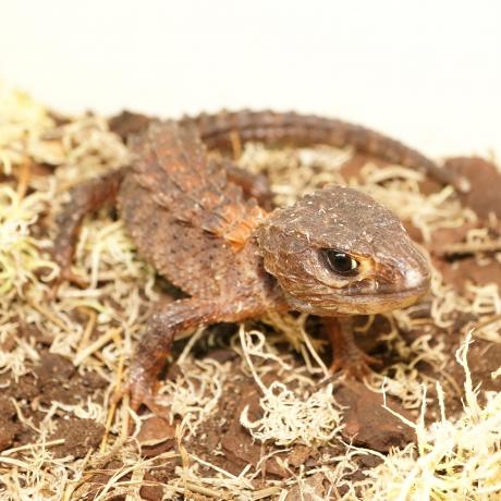 White Eyed Crocodile Skink - Tribolonotus novaeguineae