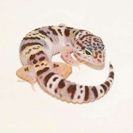 Leopard Gecko - Eublepharis macularius