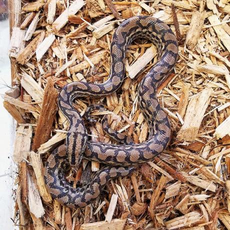 Columbian Rainbow Boa - Epicrates cenchria maurus