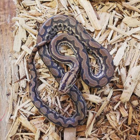 Columbian Rainbow Boa - Epicrates cenchria maurus