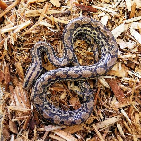 Columbian Rainbow Boa - Epicrates cenchria maurus