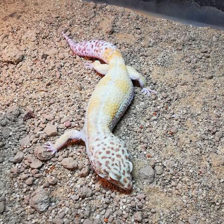 Leopard Gecko - Eublepharis macularius