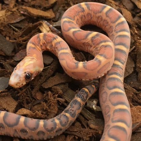 Corn Snake - Pantherophis guttatus