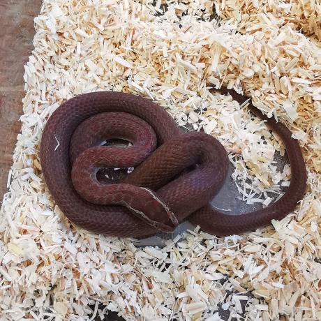 African House Snake - Lamprophis fuliginosus