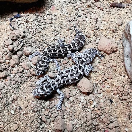 Viper Gecko - Teratolepsis fasciata