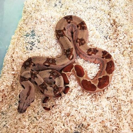 Common Boa Constrictor - Boa constrictor imperator