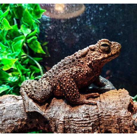 Asian Spiny Toad - Duttaphrynus melanostictus