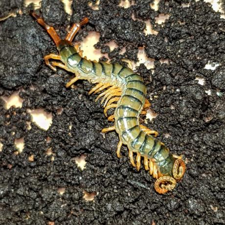 Tanzanian Blue Ring Centipede - Ethmostigmus trigonopodus