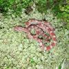 Corn Snake - Pantherophis guttatus